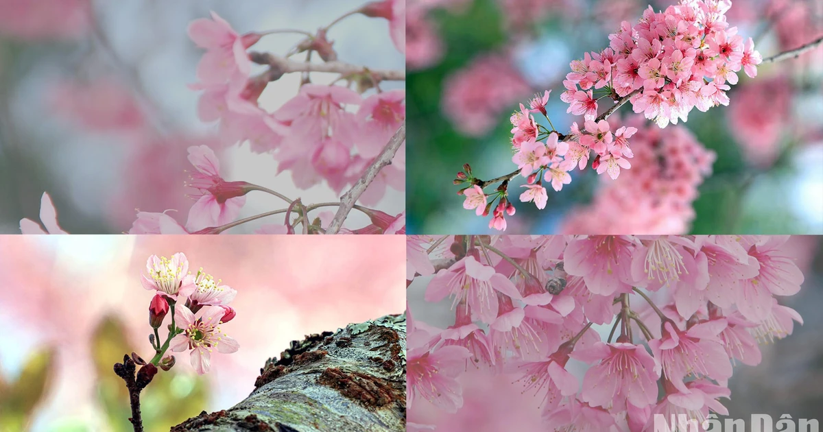 Cerezos florecen en estación seca en Da Lat | Nhan Dan Online