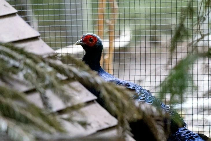 Nacen en Bélgica dos faisanes vietnamitas, especie al borde de extinción